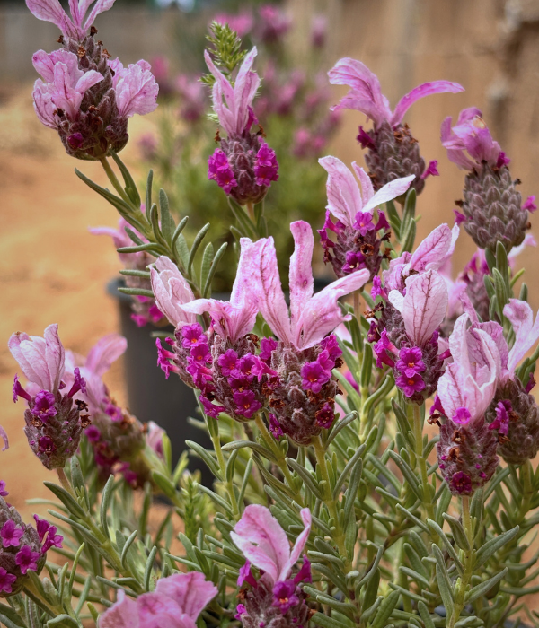 EGET Vakfı İktisadi İşletmesi - Saksıda Karabas Otu (Lavandula stoechas ...